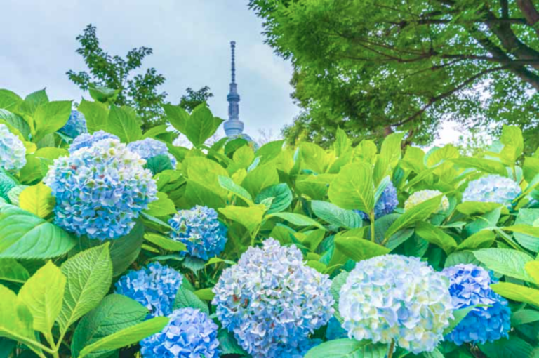 8 Popular Hydrangea Spots in Tokyo - Tokyo Furnished